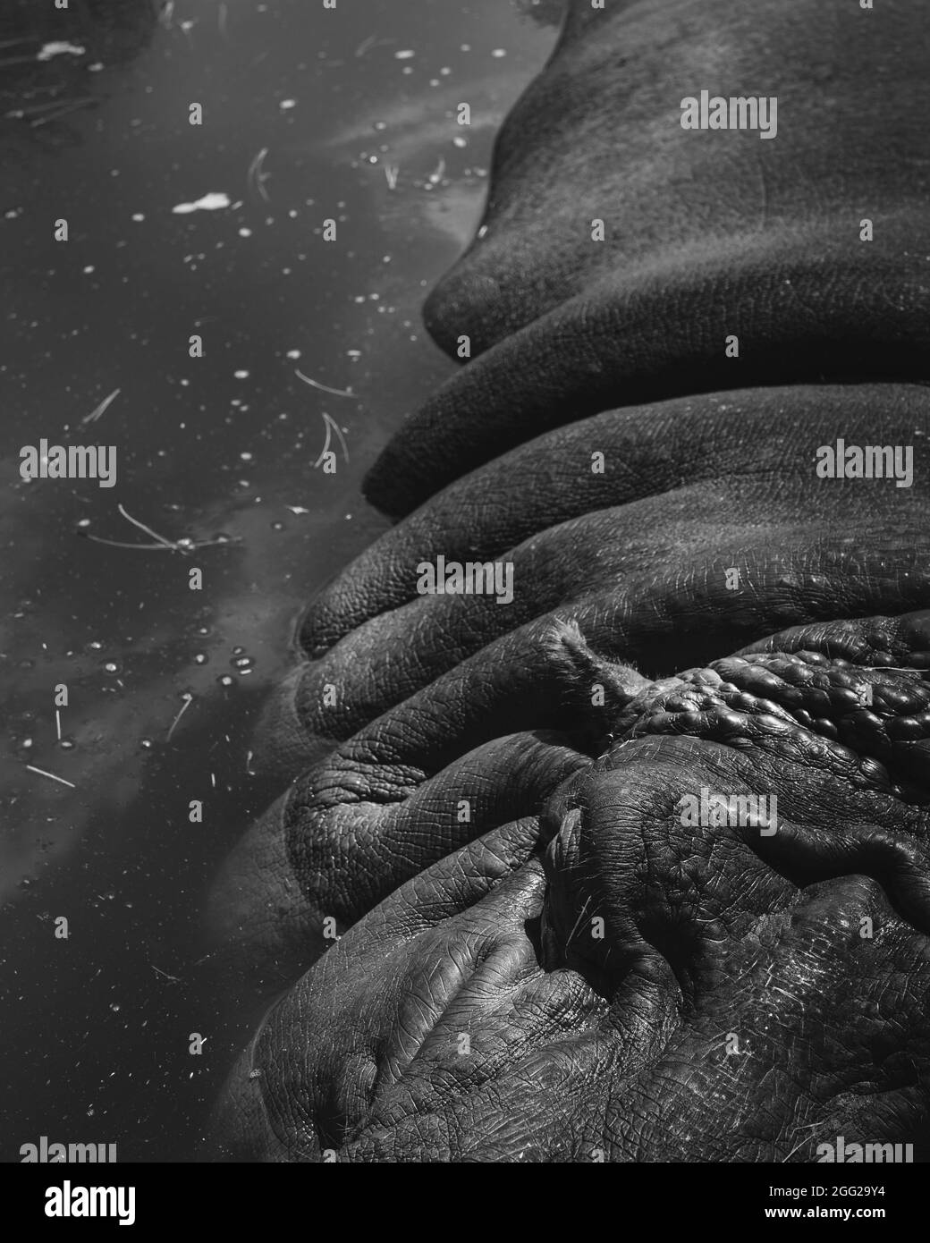 Grayscale of a hippo body texture in a pond Stock Photo - Alamy
