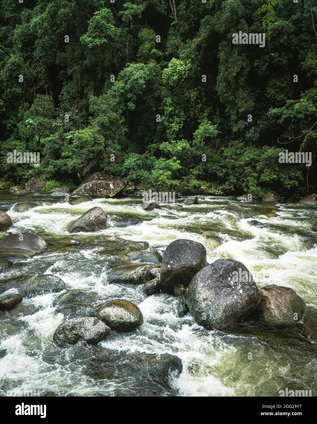 Foamy river running in a forest Stock Photo - Alamy