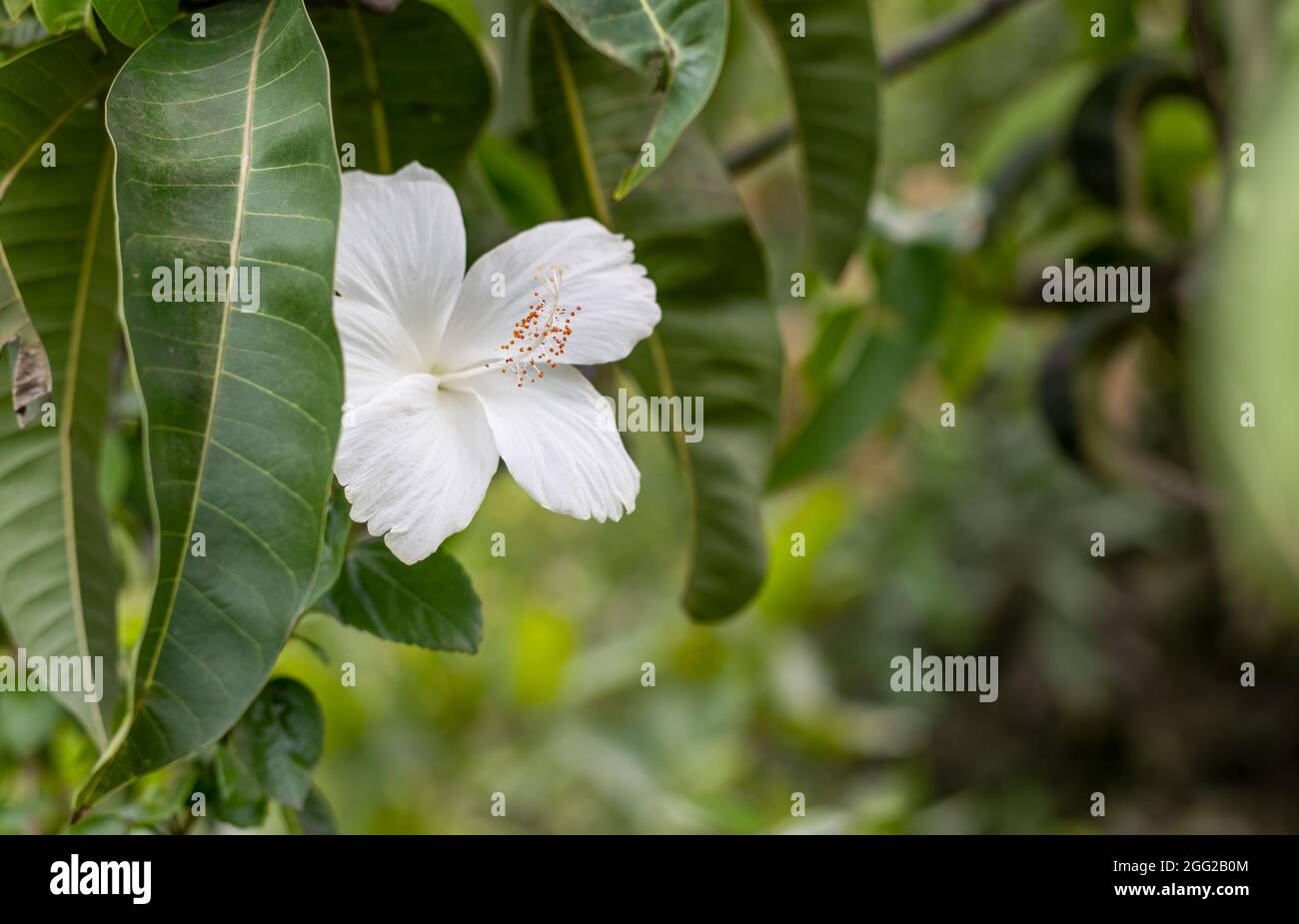 Rosa mango hi-res stock photography and images - Alamy