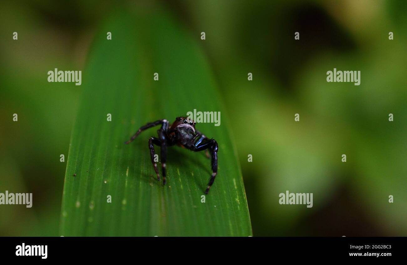 Rare spider species hi-res stock photography and images - Alamy