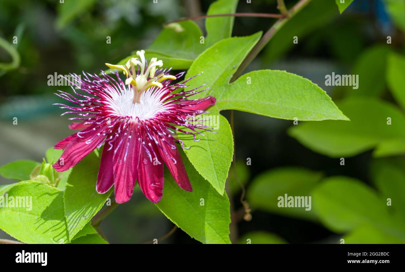 Fully Bloomed Red Rose High Resolution Stock Photography and Images - Alamy
