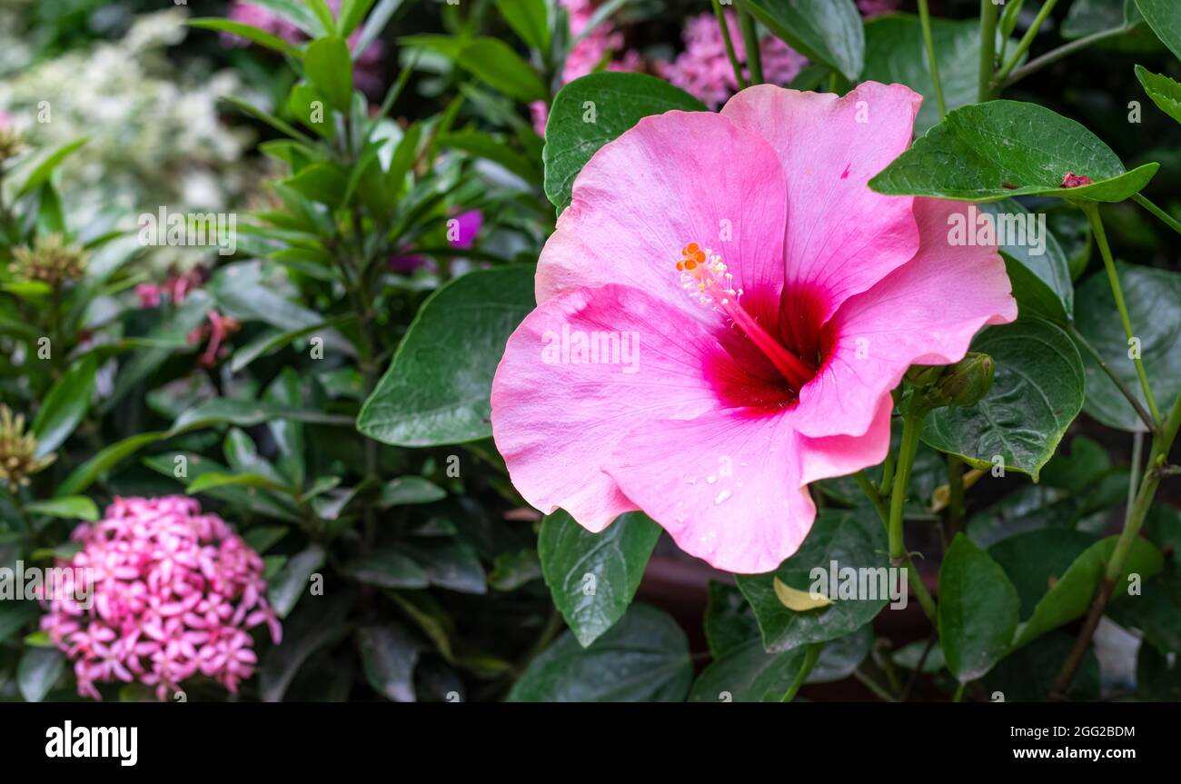 Fully bloomed pink and red hibiscus rosa sinensis or joba flower in the ...