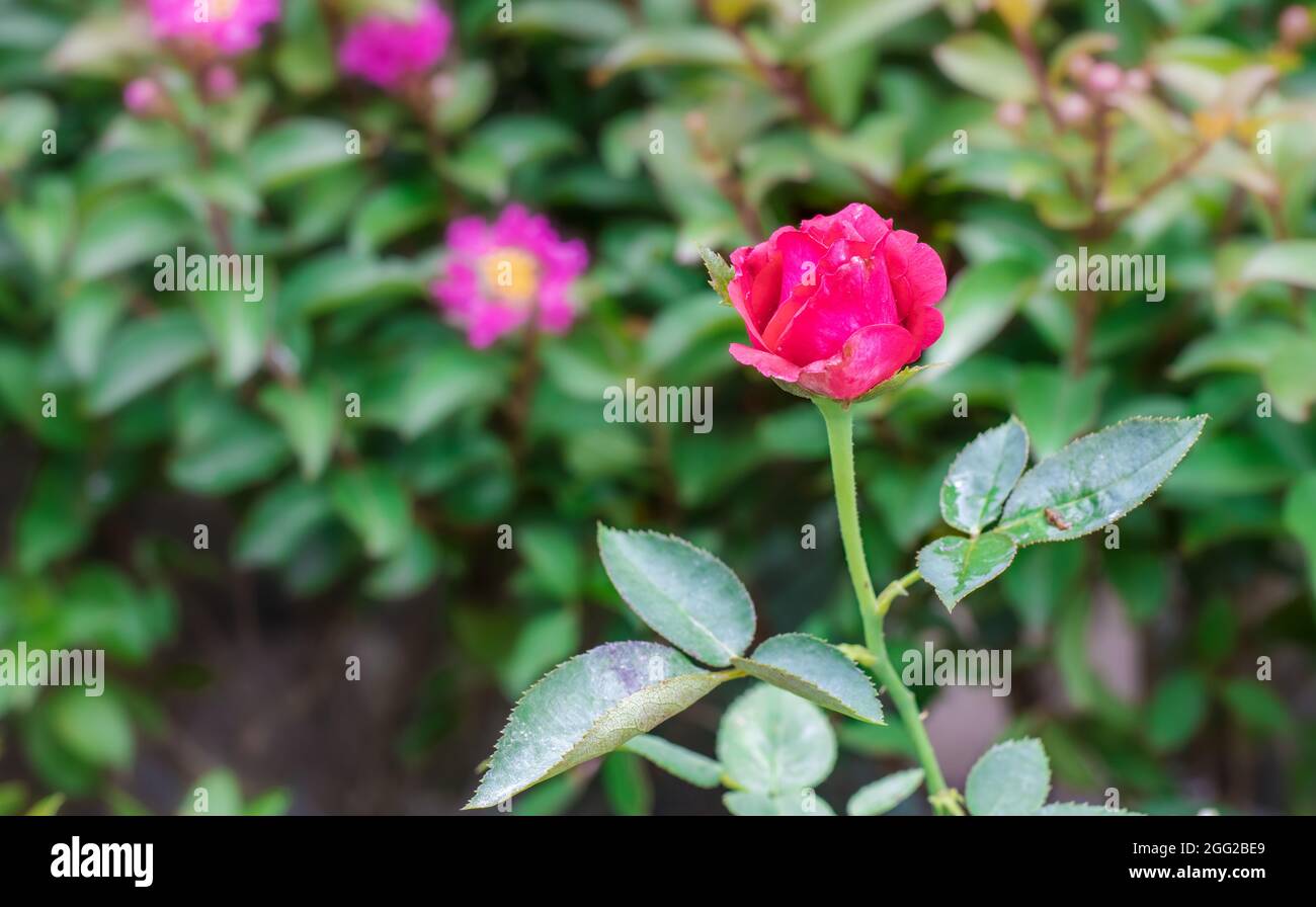 Fully bloomed red rose on the tree in the garden with soft blur ...