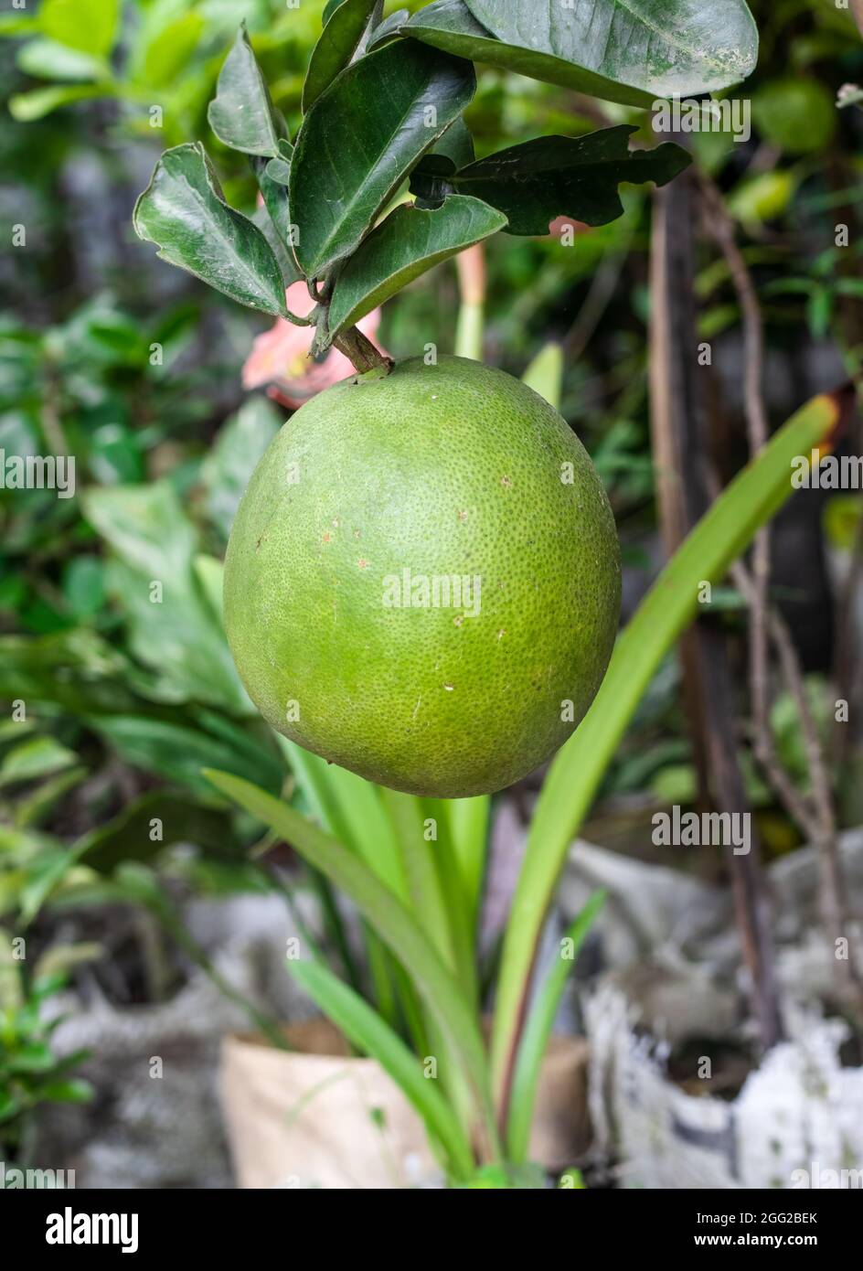 Pomelo garden hi-res stock photography and images - Alamy