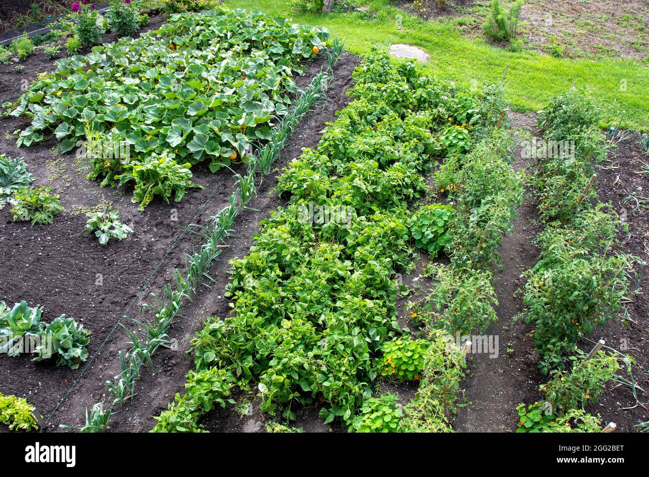 Lush community garden showcasing diverse vegetable crops and greenery ...