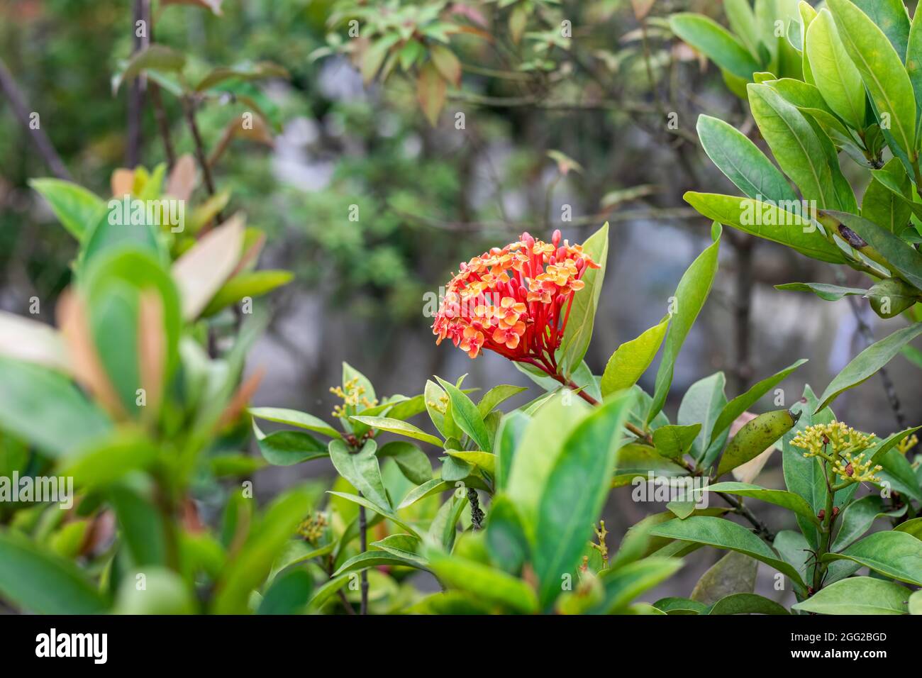 Ixora flower on the tree with leaves inside of a botanical garden Stock ...