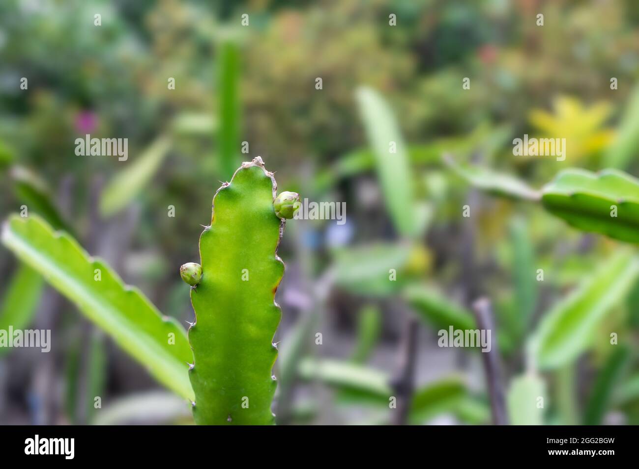Newborn tiny dragon fruit growing on a branch in the garden close up ...