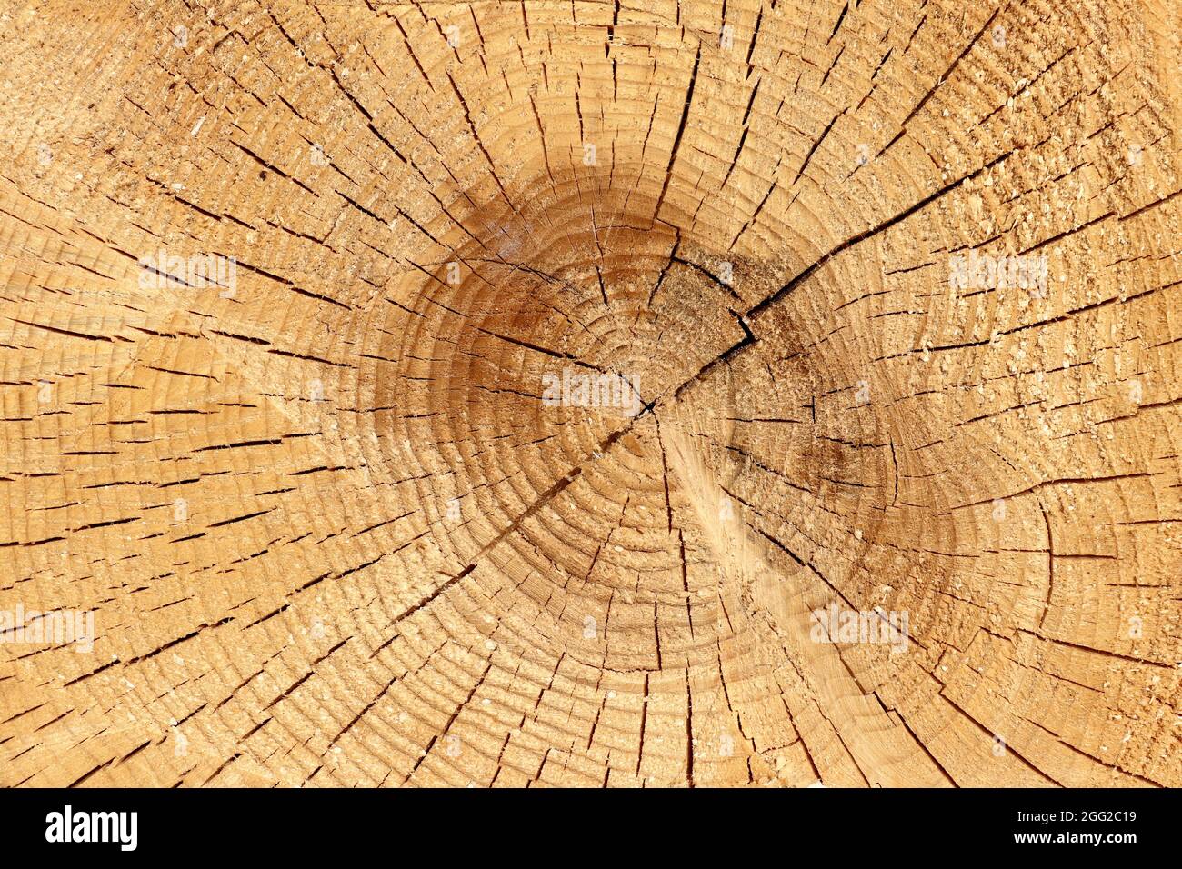 Cut tree trunk, wood texture, detail Stock Photo - Alamy