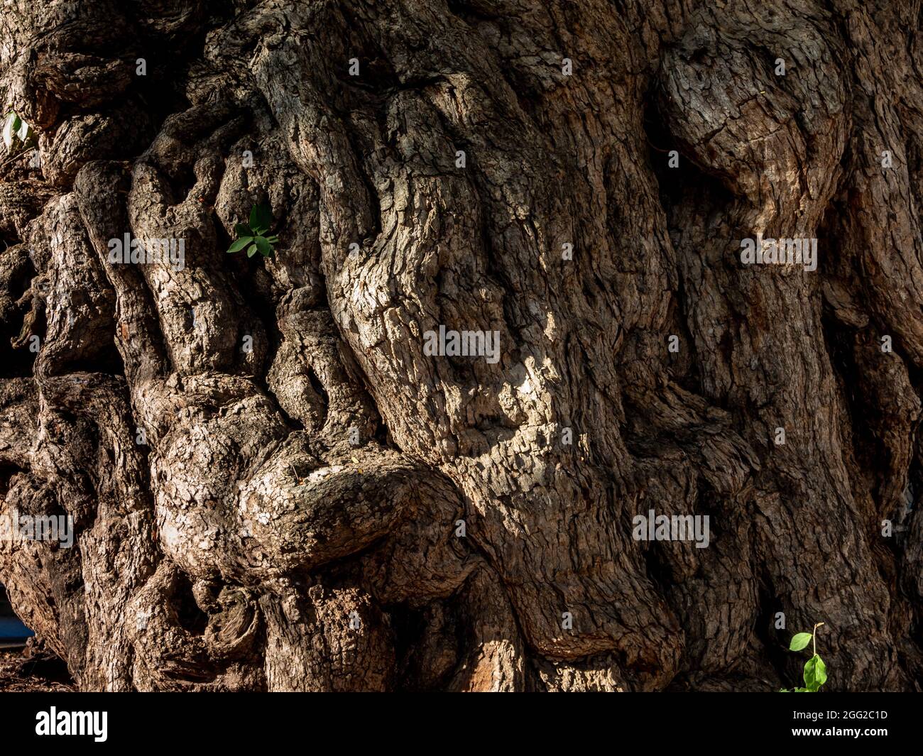 Tamarind Tree High Resolution Stock Photography and Images - Alamy