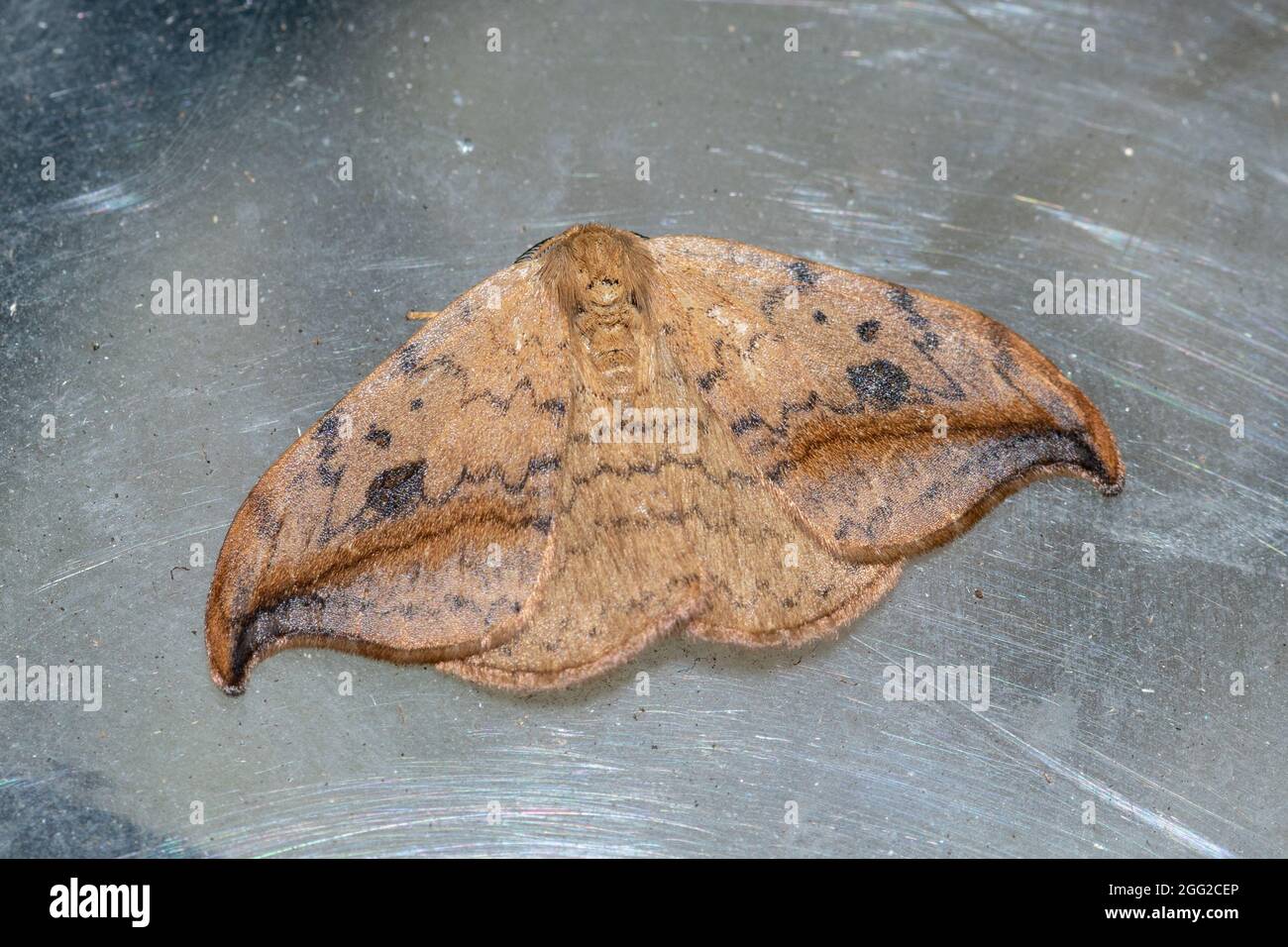 Pebble hook tip moth hi-res stock photography and images - Alamy