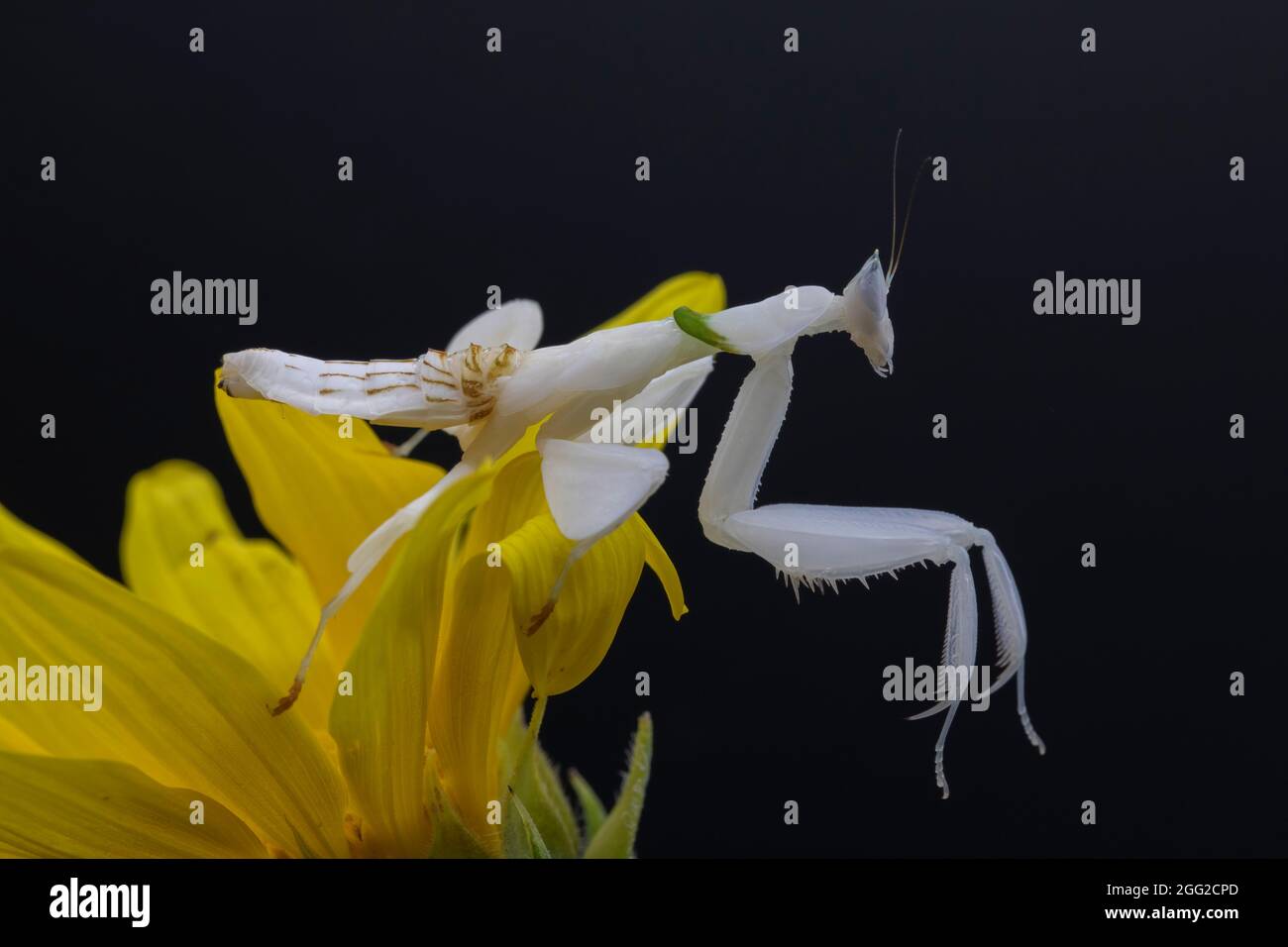 Female orchid mantis hi-res stock photography and images - Alamy