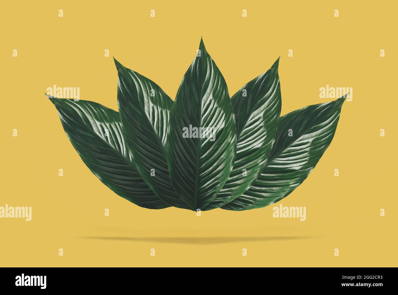 Pattern of green leaves on a yellow background. Natural leaf ...