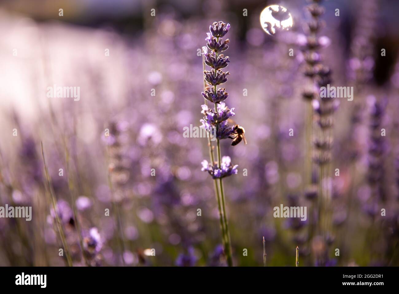 Real lavender flowers with insects close up nature backgrounds Stock ...