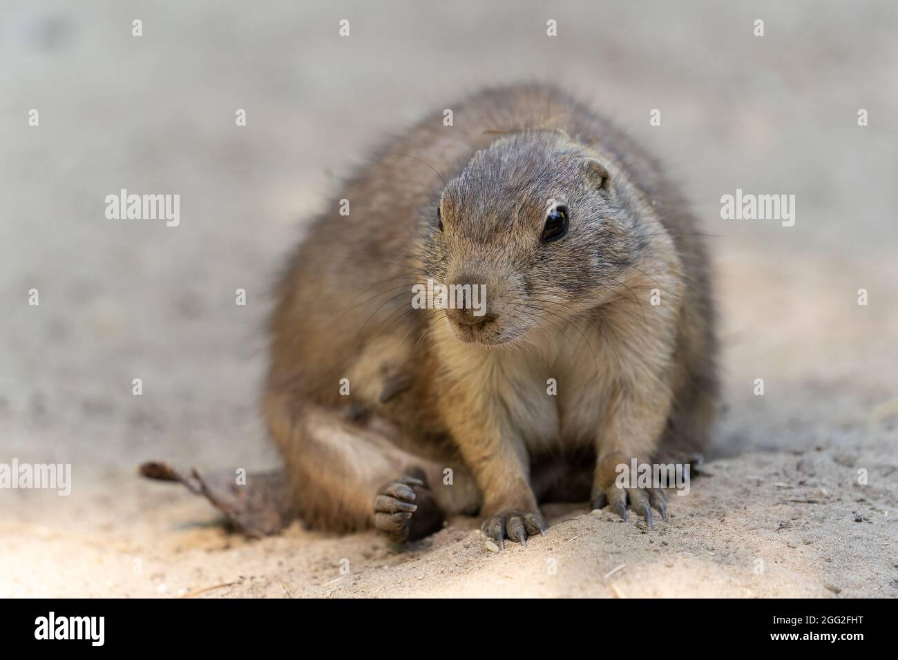 American prairies hi-res stock photography and images - Alamy