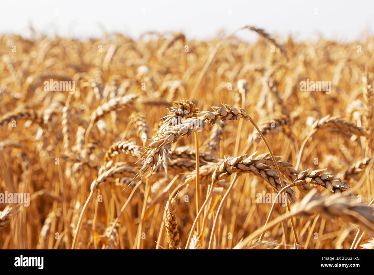 Wheat field. Wheat ears close-up. Rural landscape. The concept of a ...