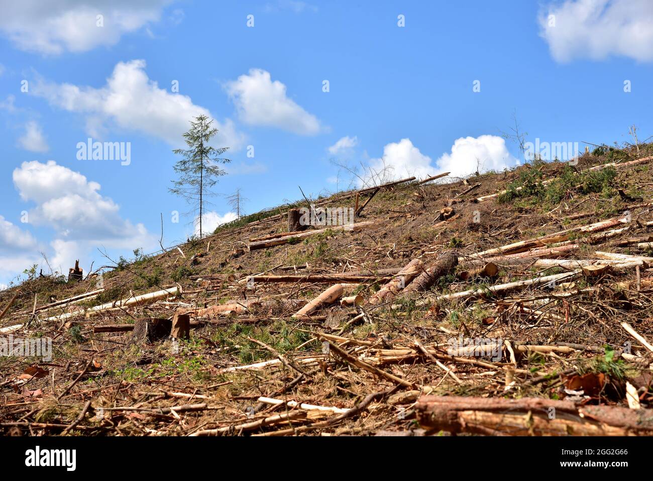 Deforestation forest and Illegal logging. Cutting trees. Stacks of cut ...