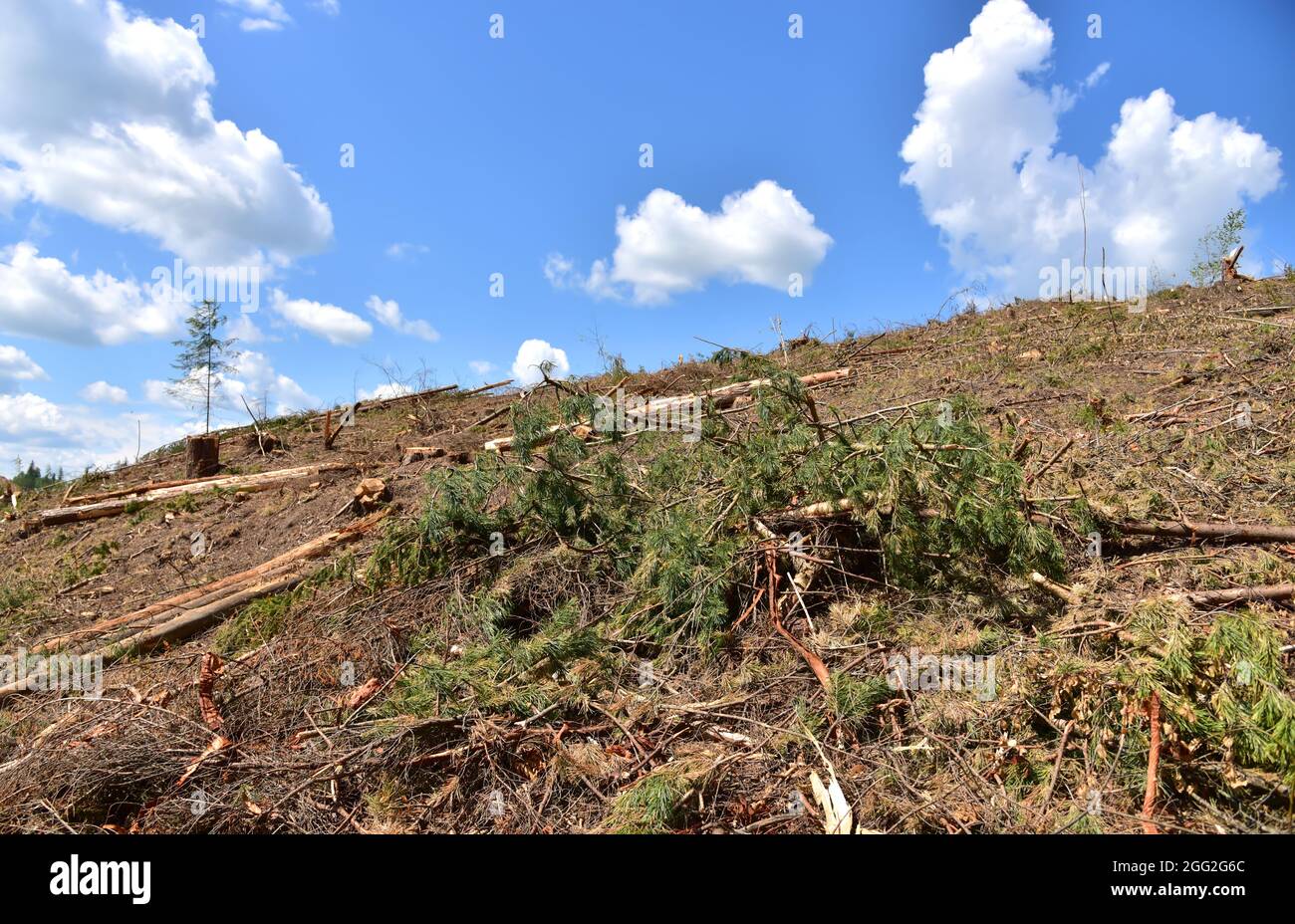 Deforestation forest and Illegal logging. Cutting trees. Stacks of cut ...