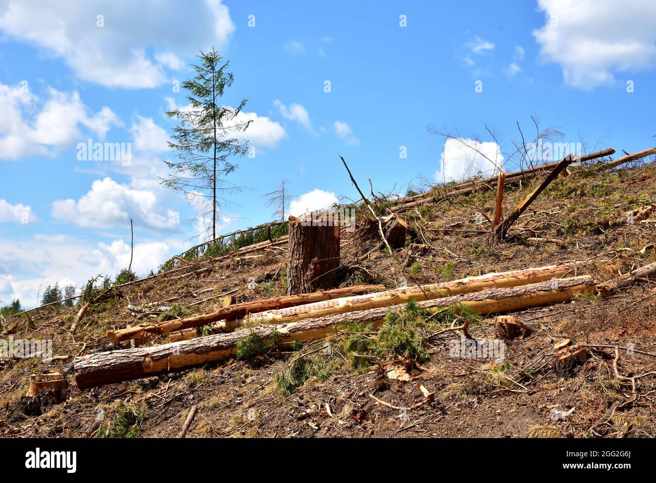 Deforestation forest and Illegal logging. Cutting trees. Stacks of cut ...