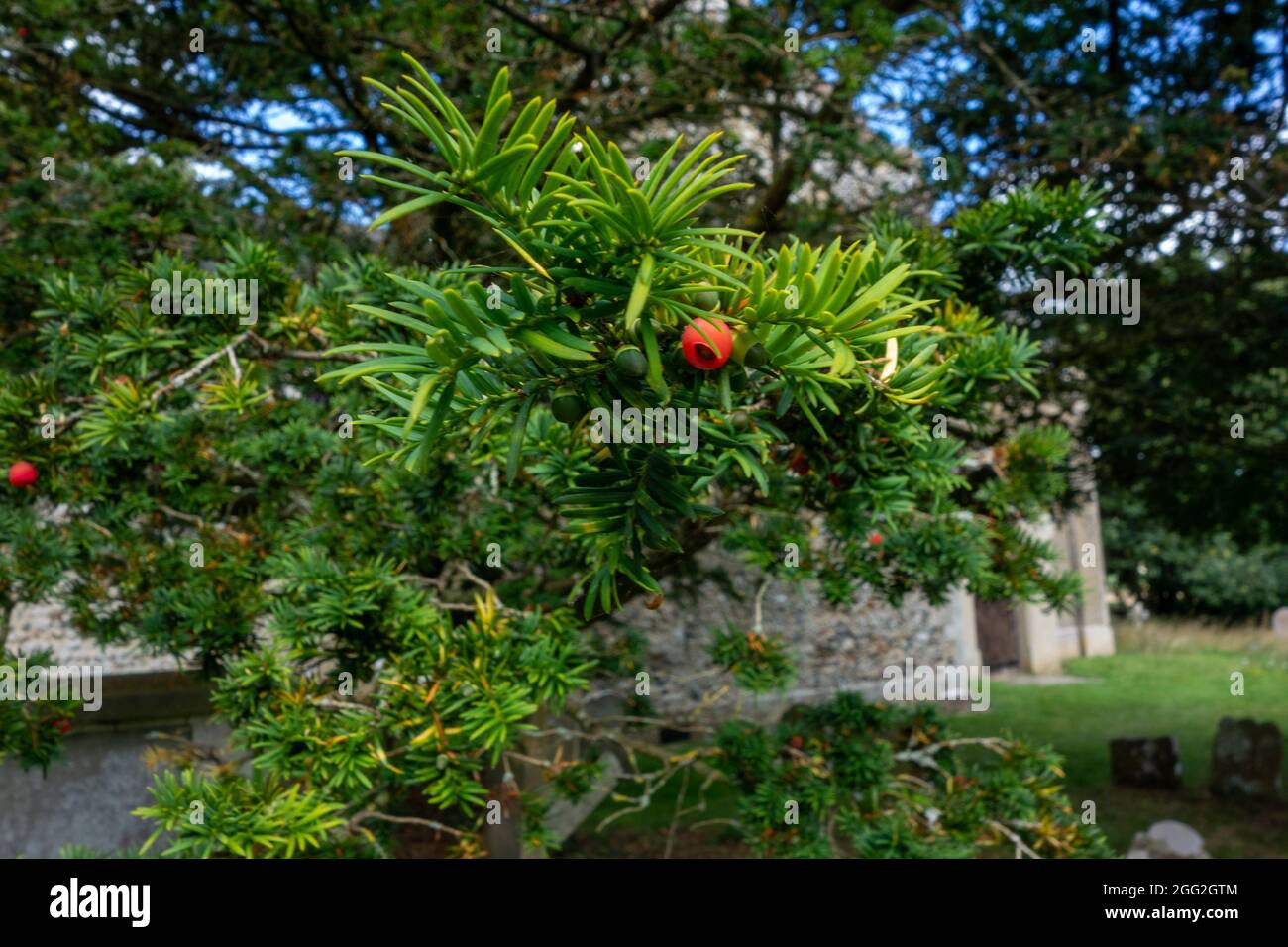 Bergh Apton Church, Yew tree, ,Taxus baccata Stock Photo - Alamy