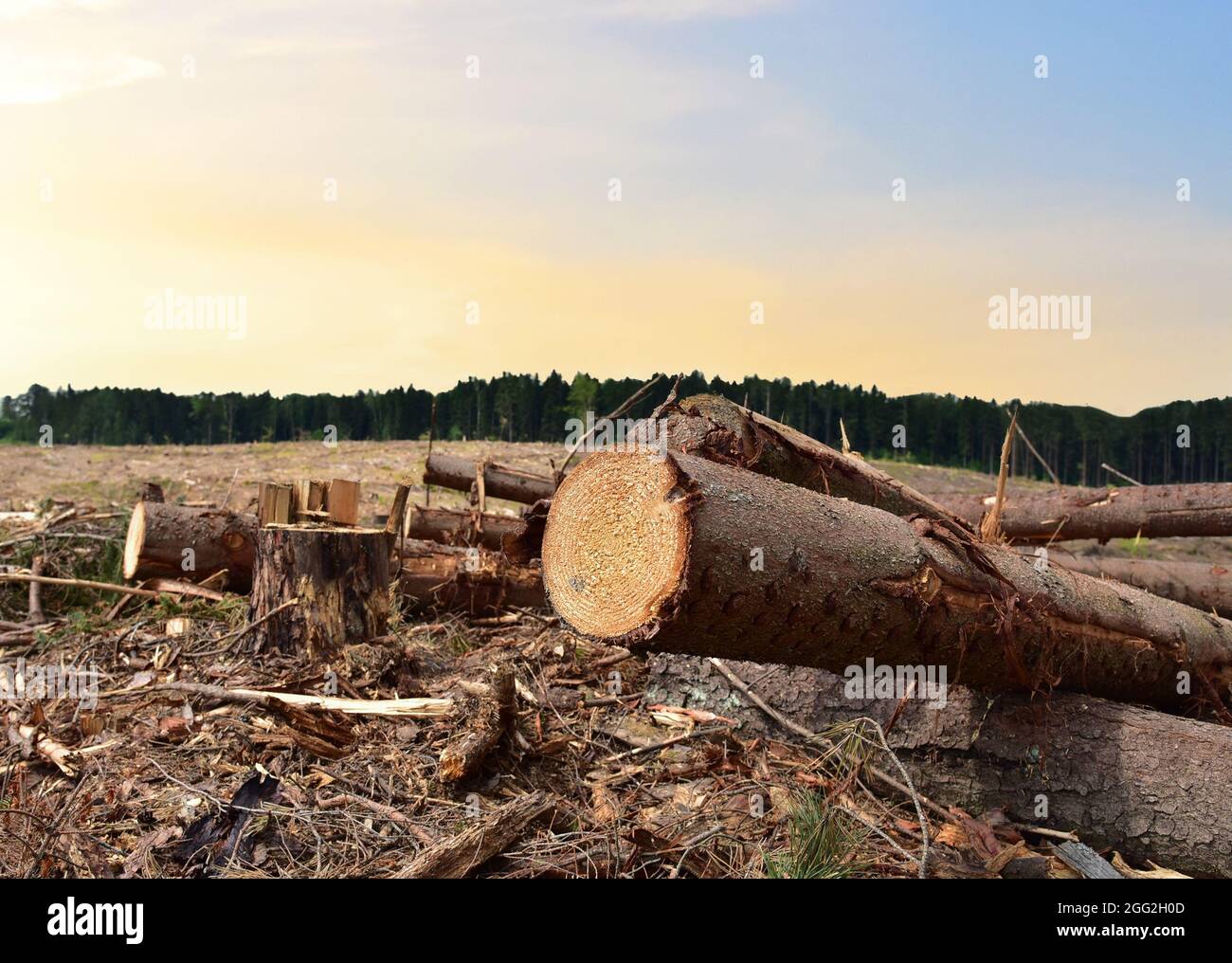 Felled tree against the sunset. Cutting trees at forests area. Stacks ...