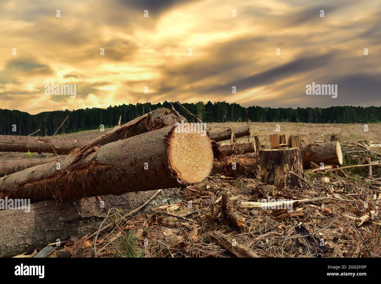 Felled tree against the sunset. Cutting trees at forests area. Stacks ...