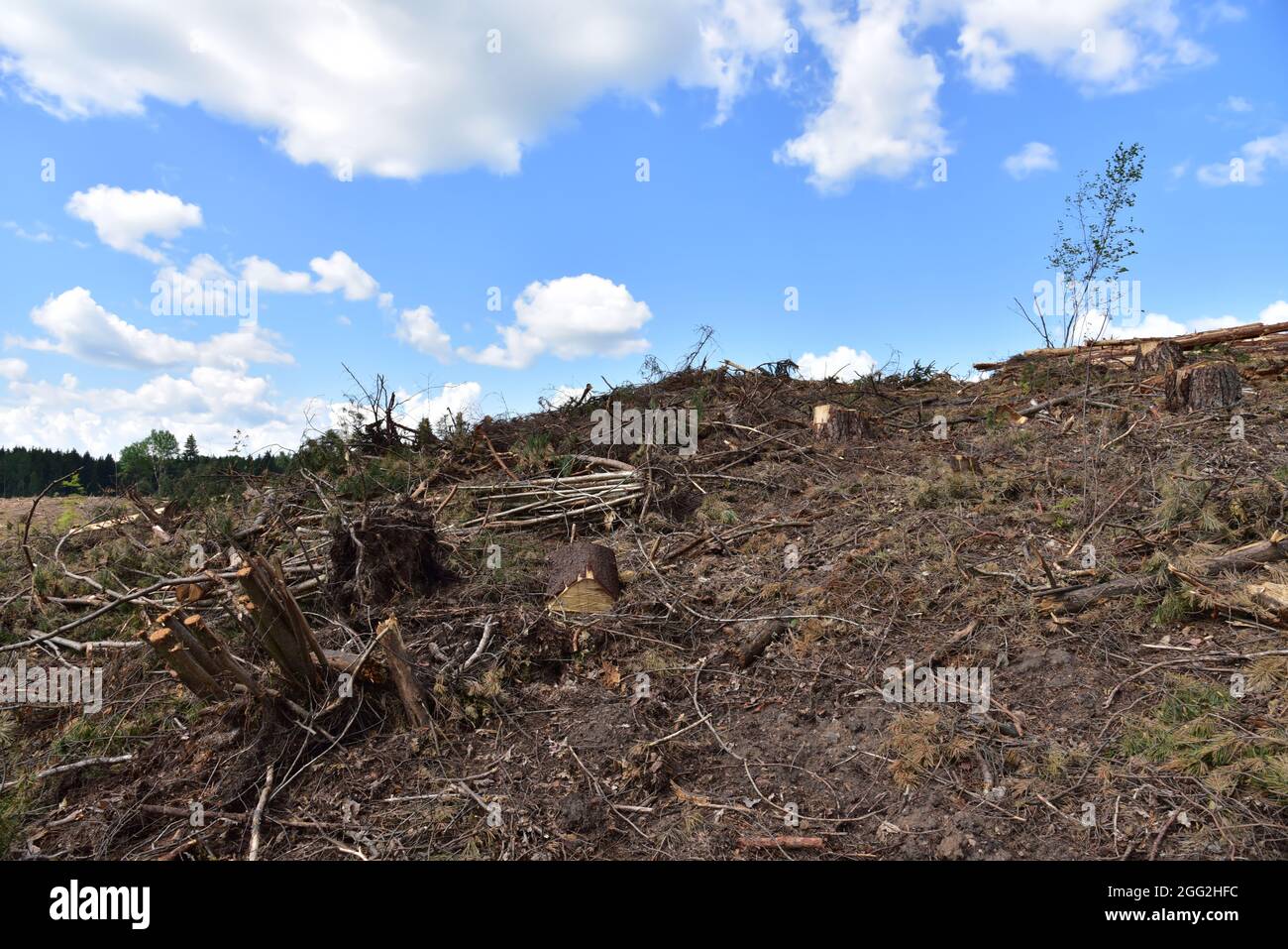 Deforestation forest and Illegal logging. Cutting trees. Stacks of cut ...