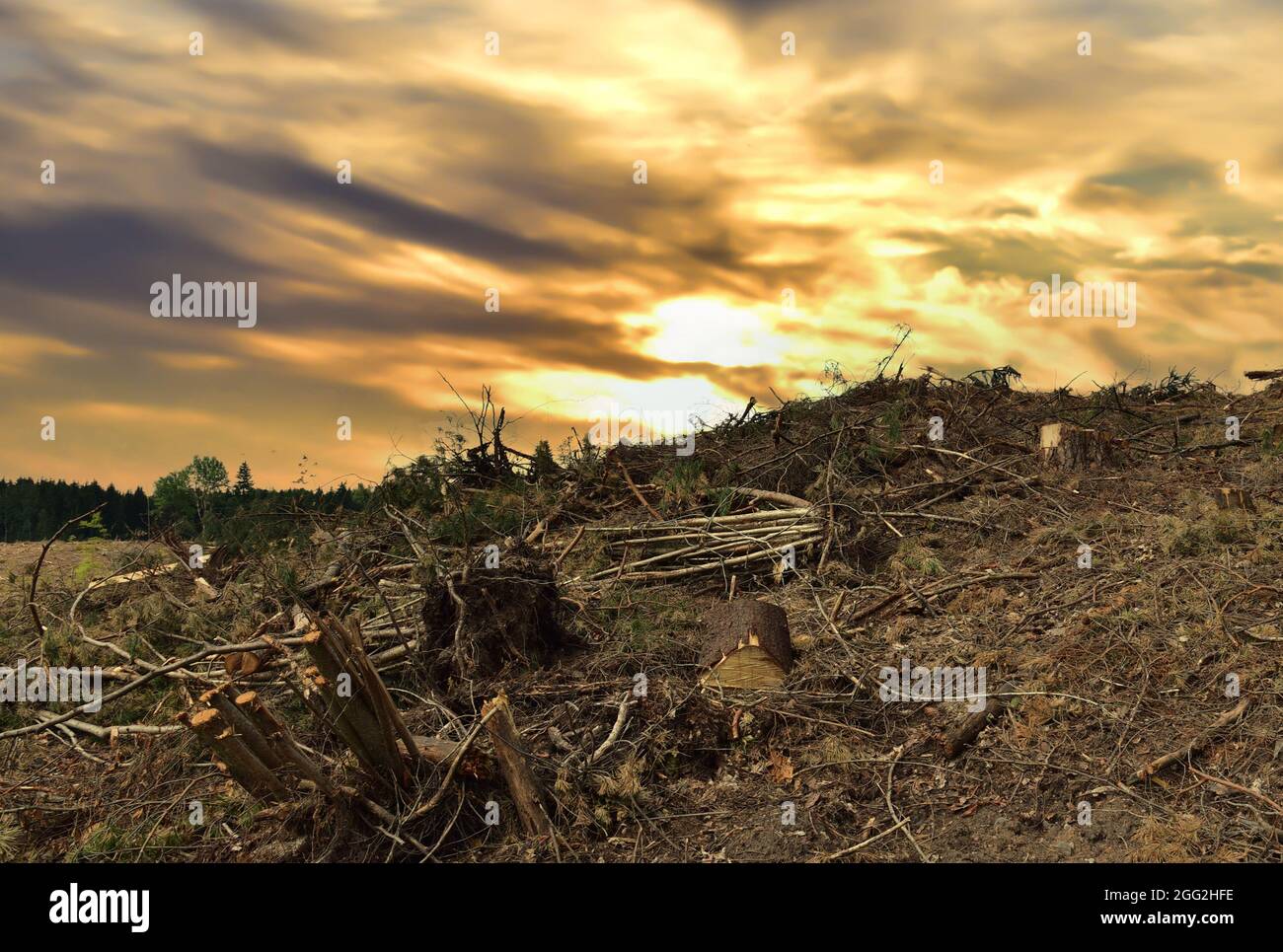 Felled tree against the sunset. Cutting trees at forests area. Stacks ...