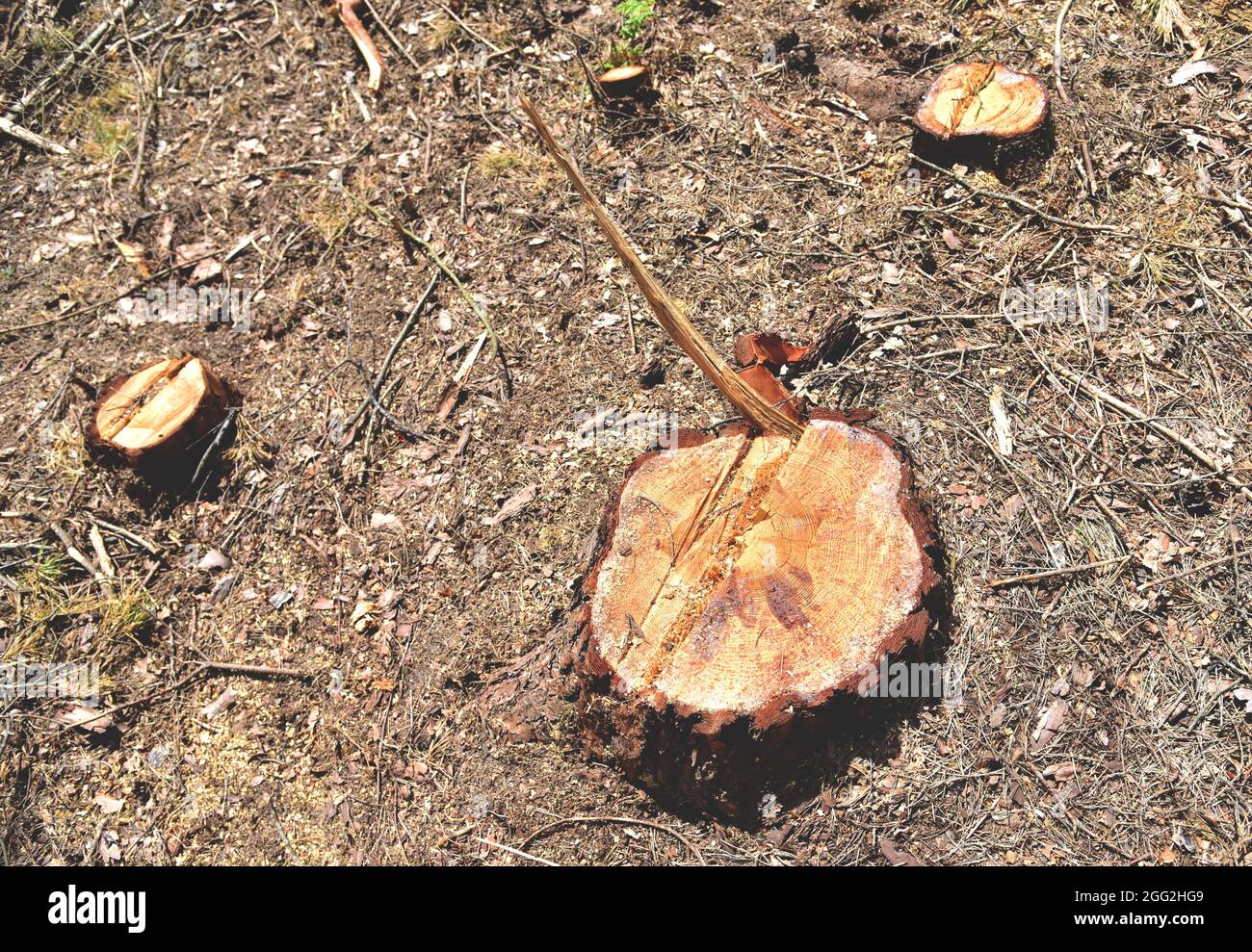 Stump of the fir tree after deforestation forest. Stumps of a spruce ...
