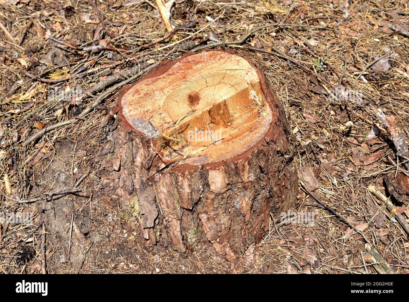 Stump of the fir tree after deforestation forest. Stumps of a spruce ...