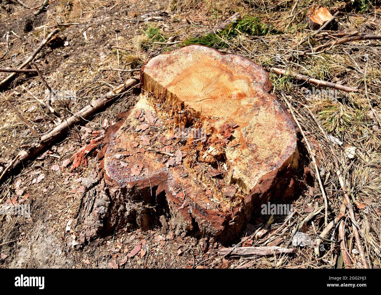 Stump of the fir tree after deforestation forest. Stumps of a spruce ...