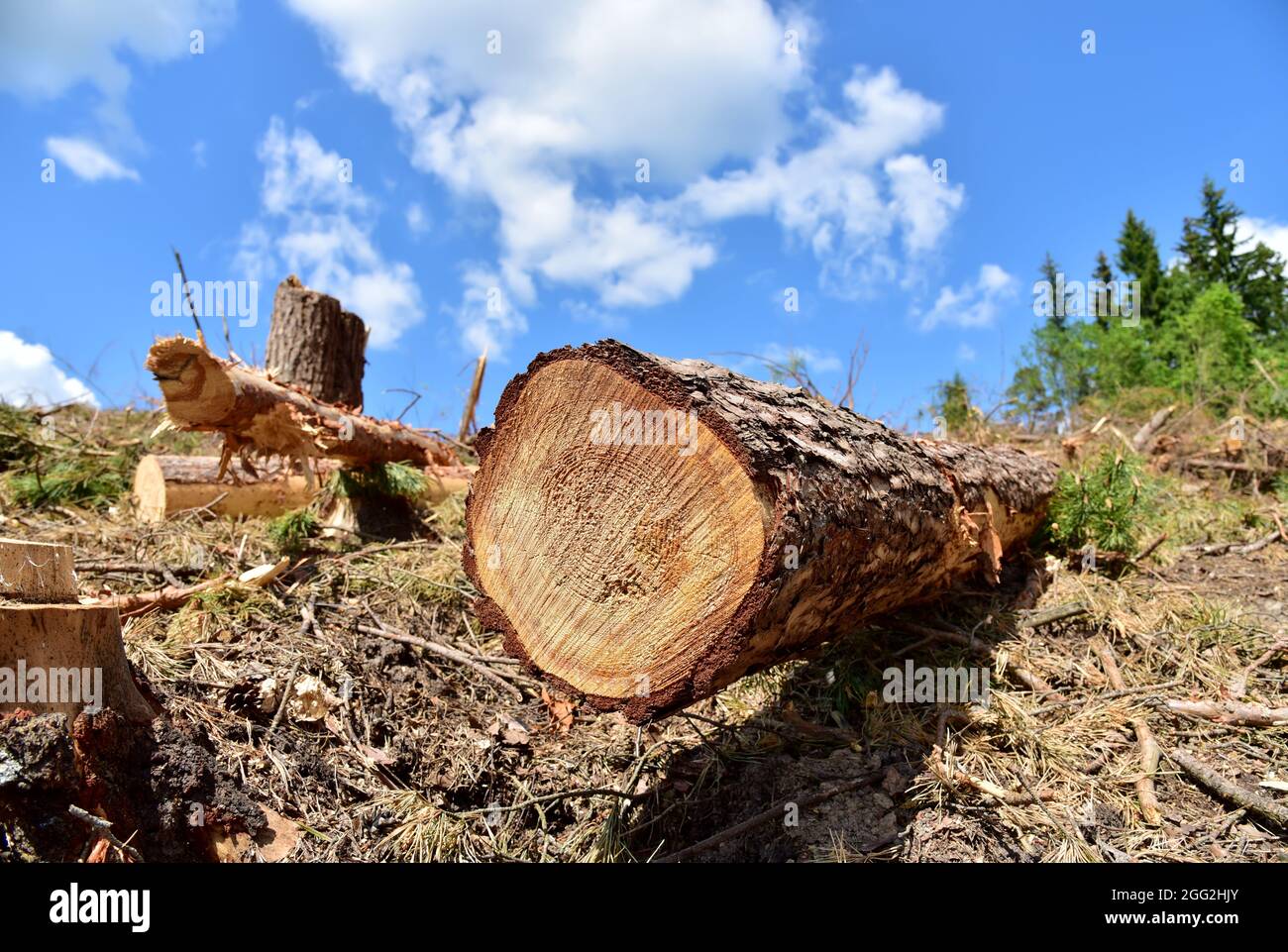 Deforestation forest and Illegal logging. Cutting trees. Stacks of cut ...