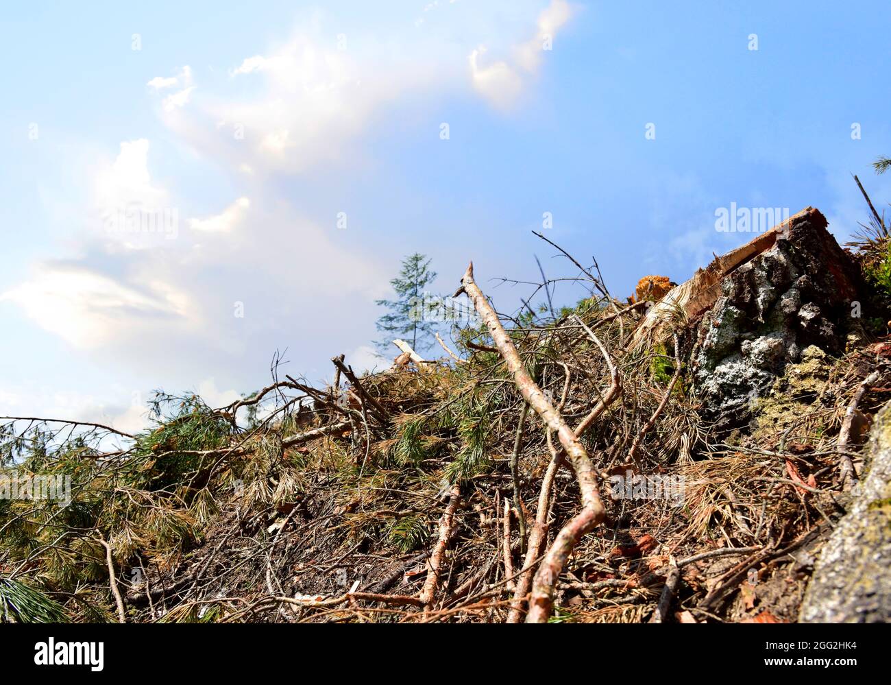 Deforestation forest and Illegal logging. Cutting trees. Stacks of cut ...