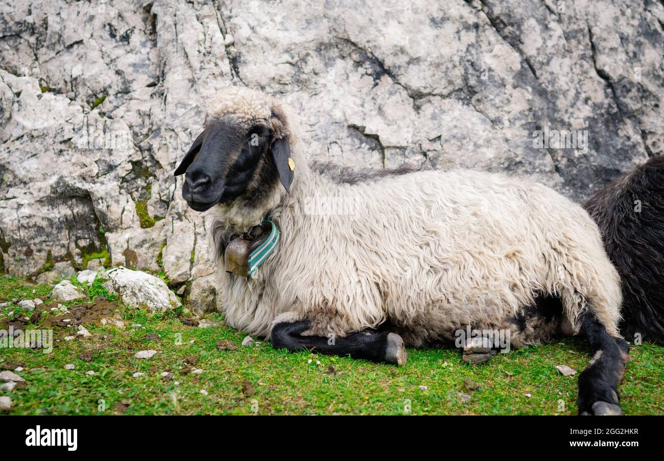 Cute portrait of farm animal sheep. Sheep breeding on the mountain ...
