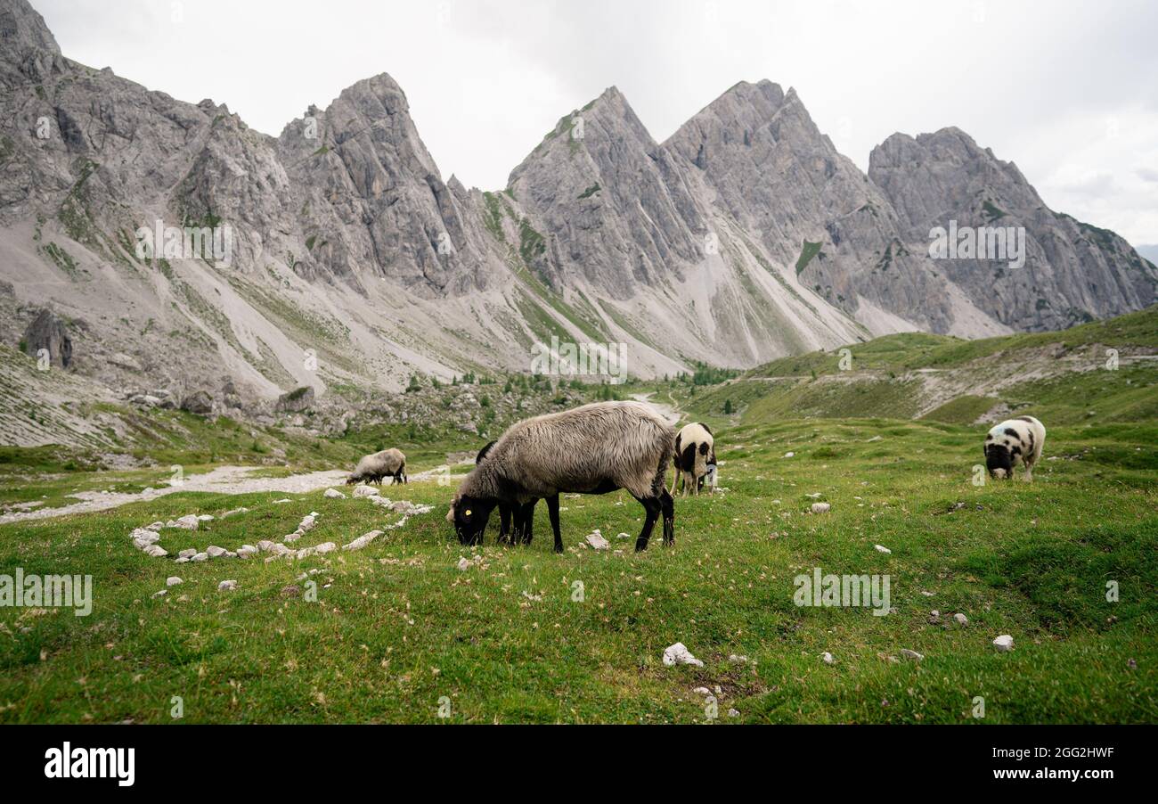 Sheep breeding on the mountain pasture, farm animals in the alps. Group ...