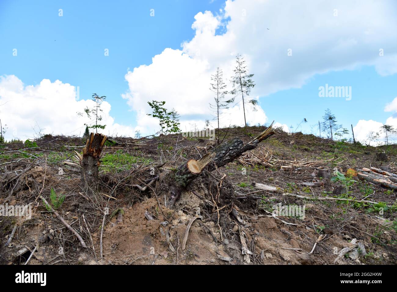Deforestation Forest And Illegal Logging Cutting Trees Stacks Of Cut