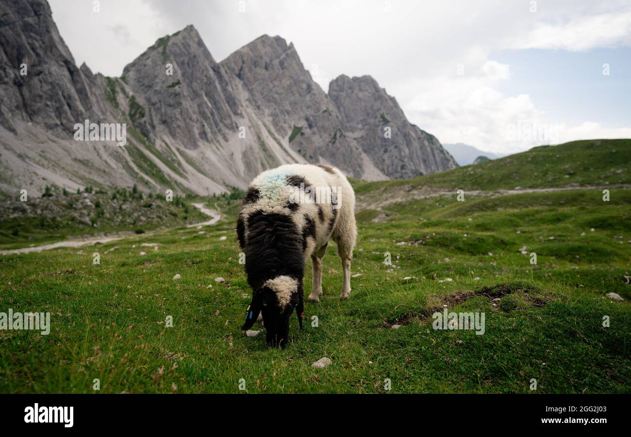 Sheep breeding on the mountain pasture, farm animals in the alps. Group ...