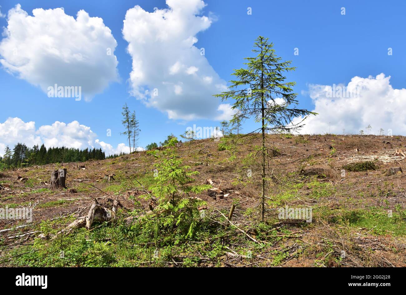 Deforestation forest and Illegal logging. Cutting trees. Stacks of cut ...
