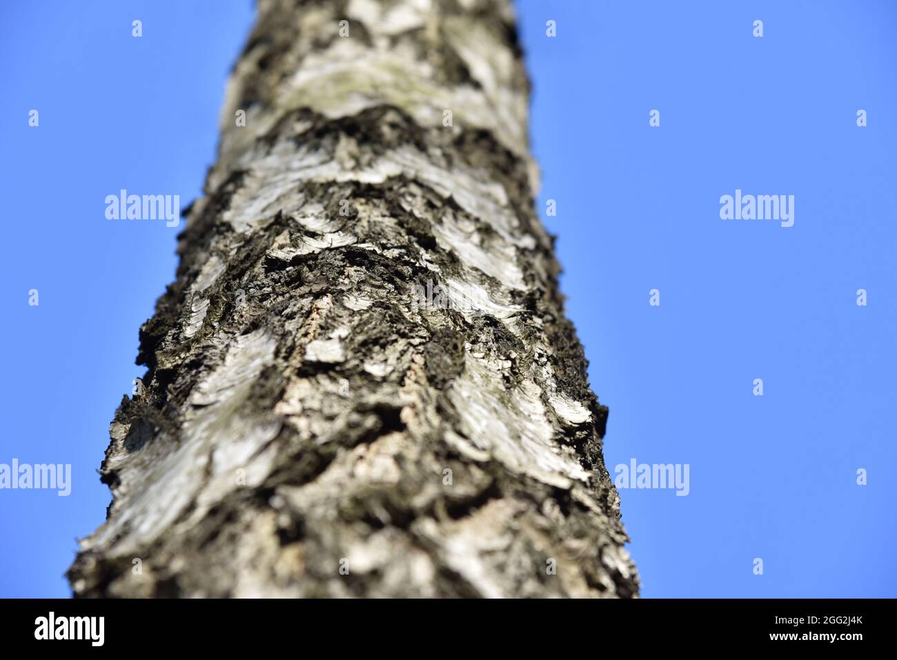 Natural background of the birch tree trunk bark. White wood texture ...