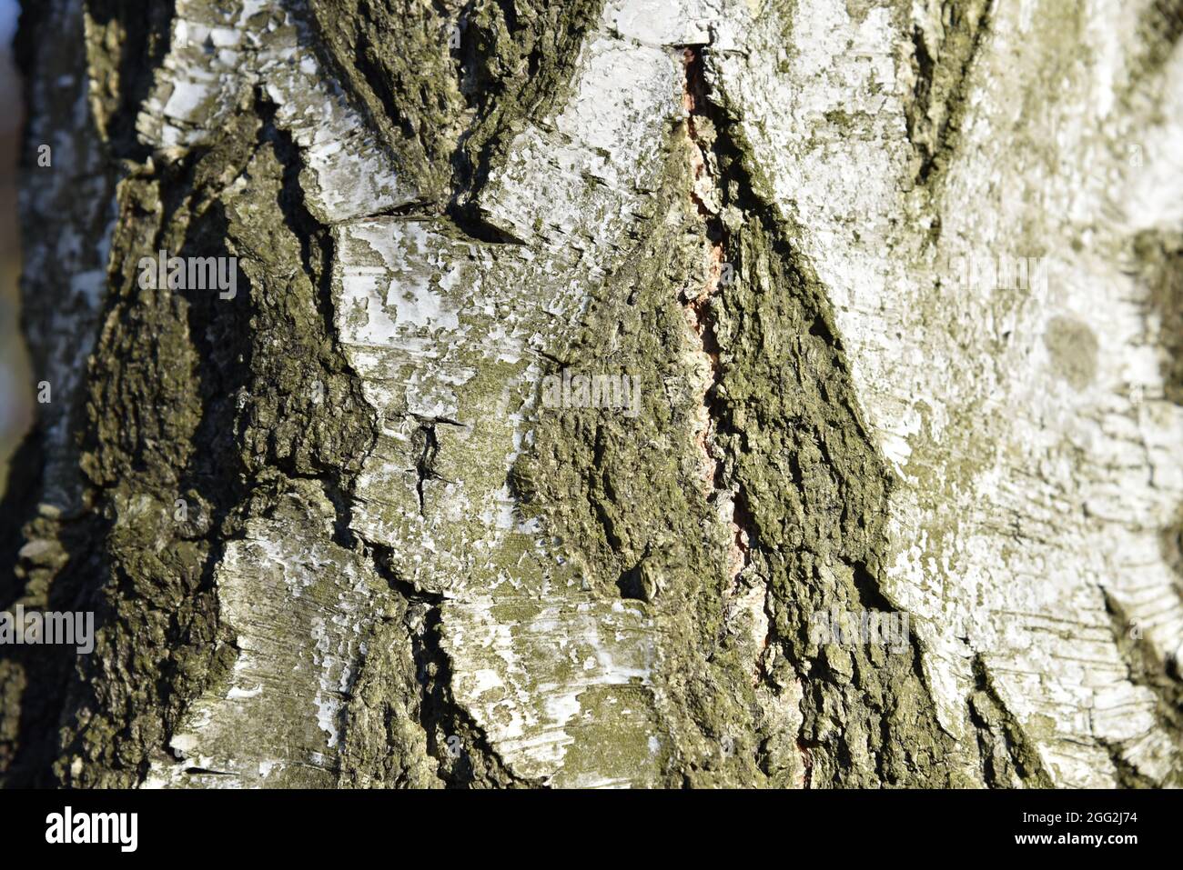 Natural background of the birch tree trunk bark. White wood texture ...
