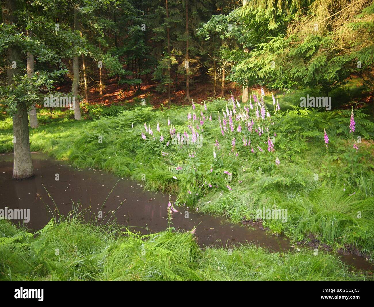 Bohemian Switzerland National Park (Czech Republic Stock Photo - Alamy