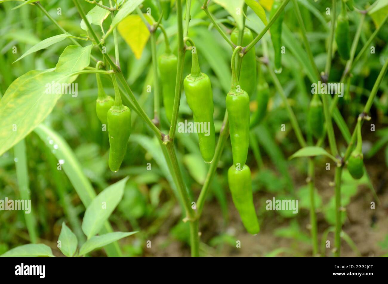 Bunch the chilly hi-res stock photography and images - Alamy