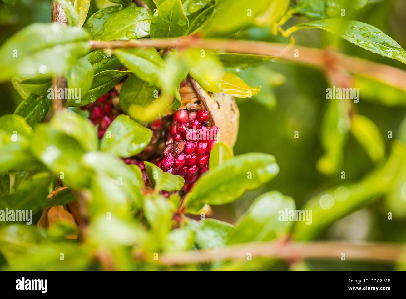 Pomegranate grove hi-res stock photography and images - Alamy