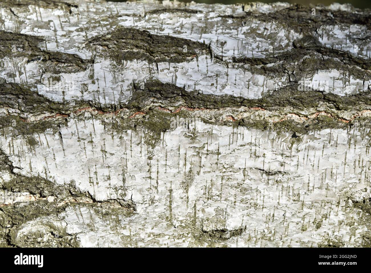 Natural background of the birch tree trunk bark. White wood texture ...