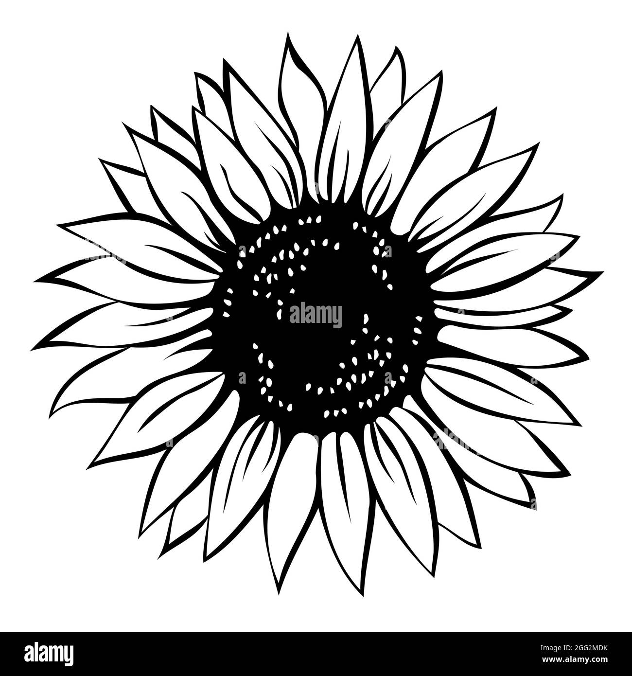 Sunflower, hand drawn vector illustration Stock Vector Image & Art - Alamy
