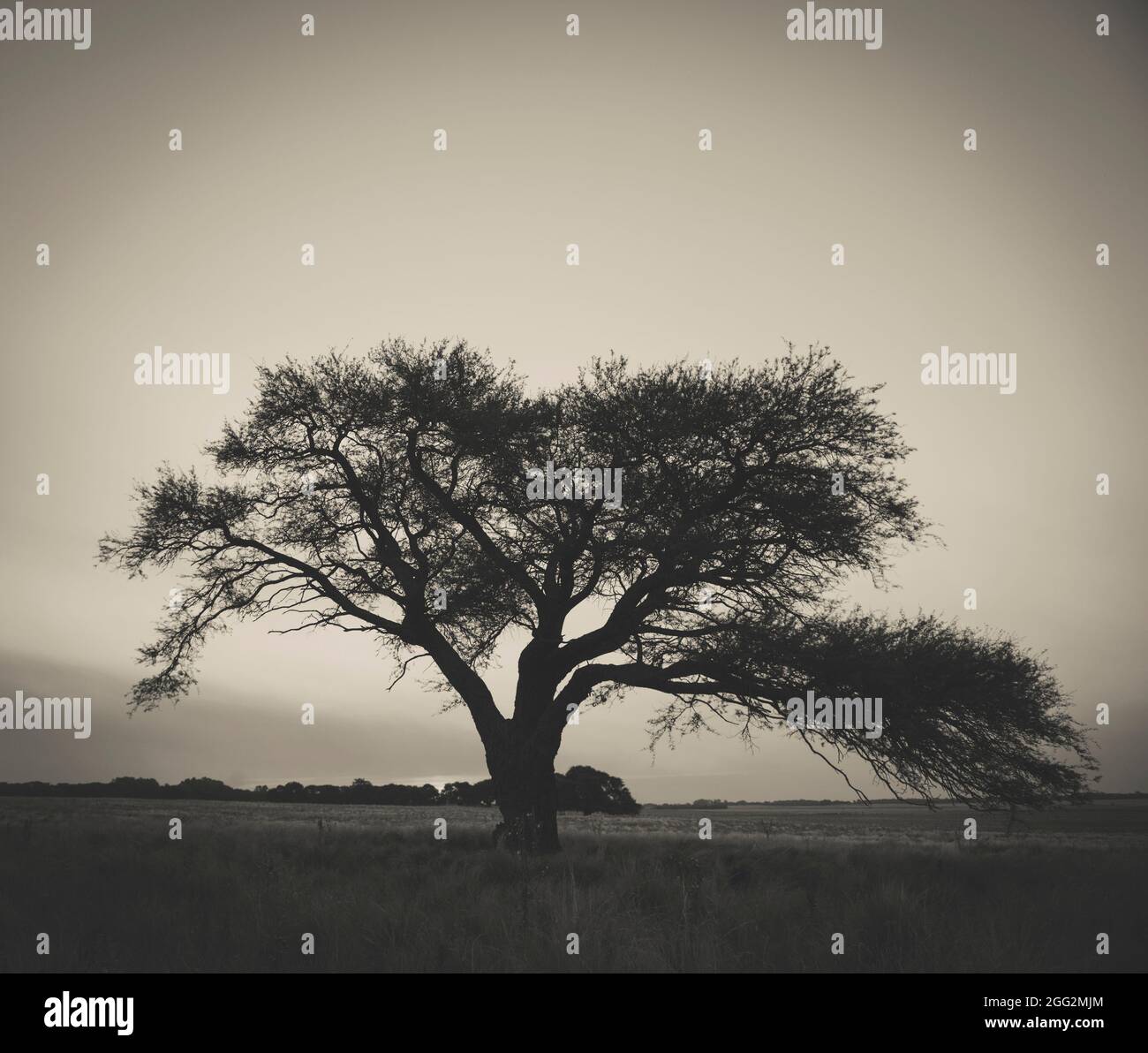 Calden, Prosopis Caldenia in Pampas landscape, typical tree of the ...