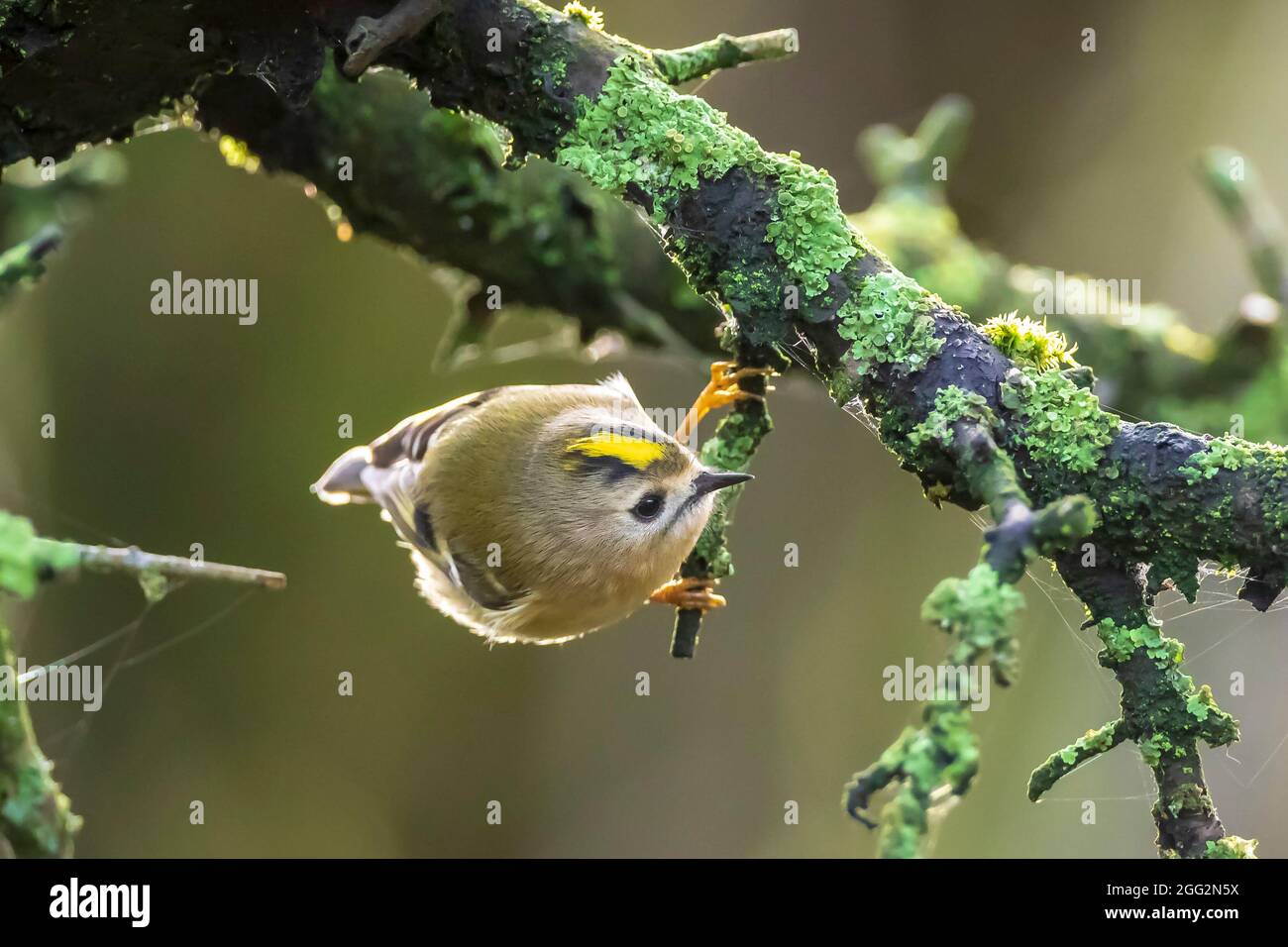 Closeup of a Goldcrest bird, Regulus regulus, foraging through branches ...