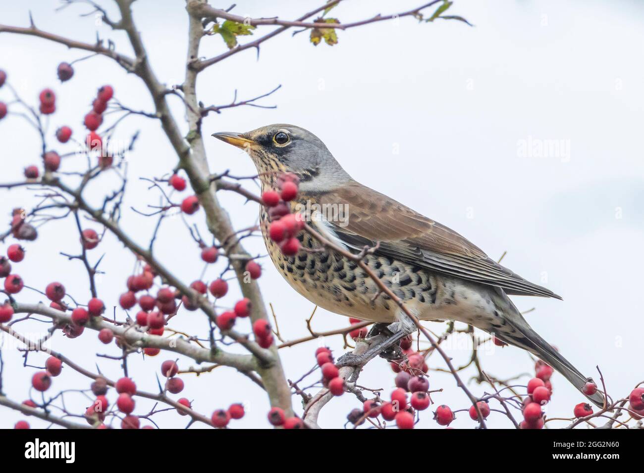 Hawthorn berry bird hi-res stock photography and images - Alamy