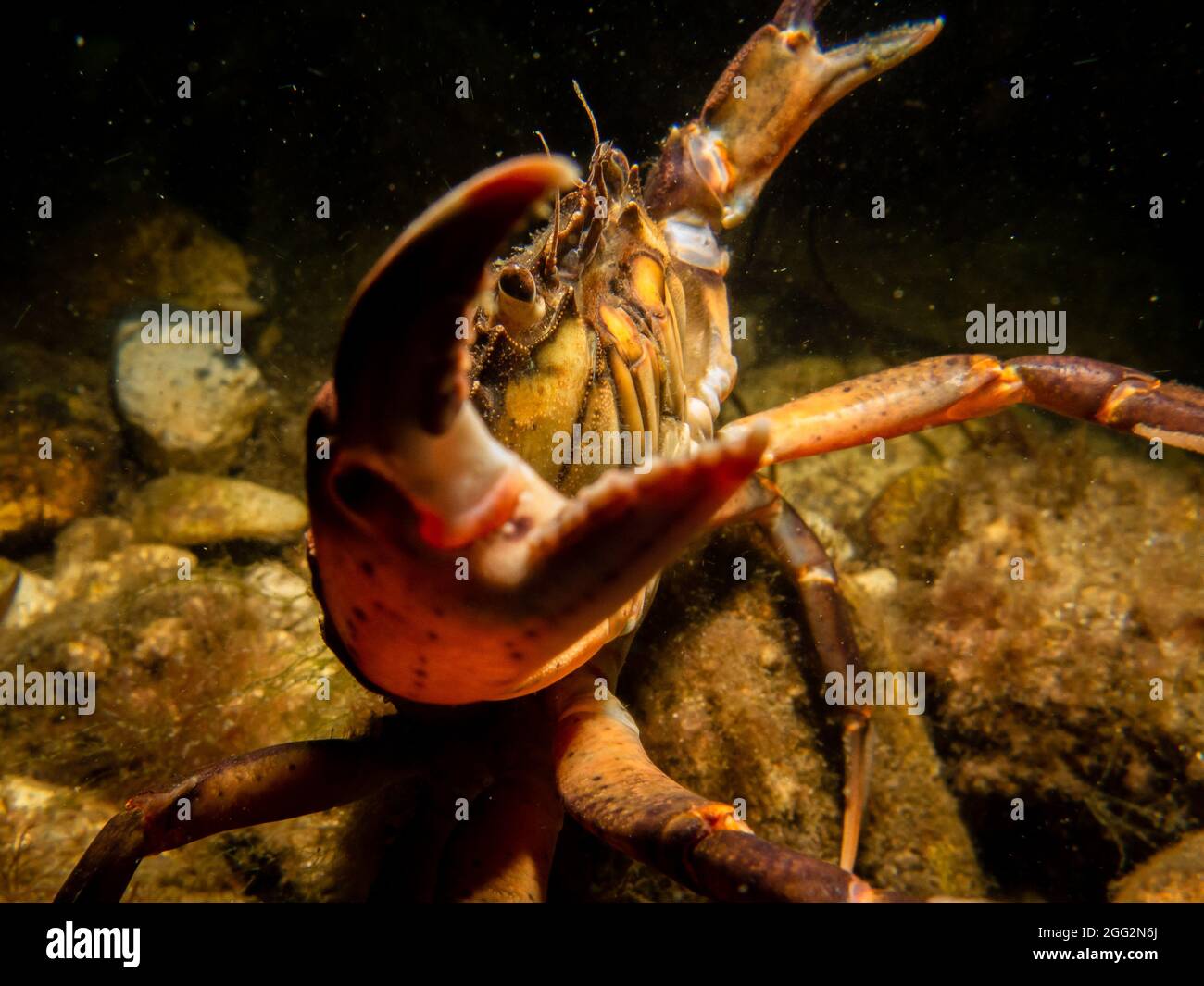 A close-up picture of a crab. Picture from The Sound, between Sweden ...