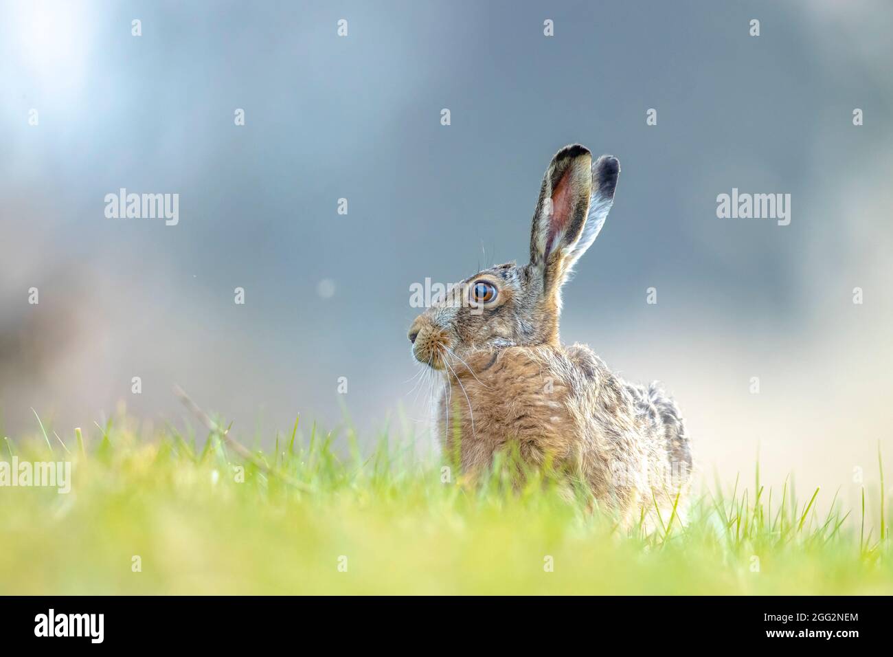 Hairy hare hi-res stock photography and images - Alamy
