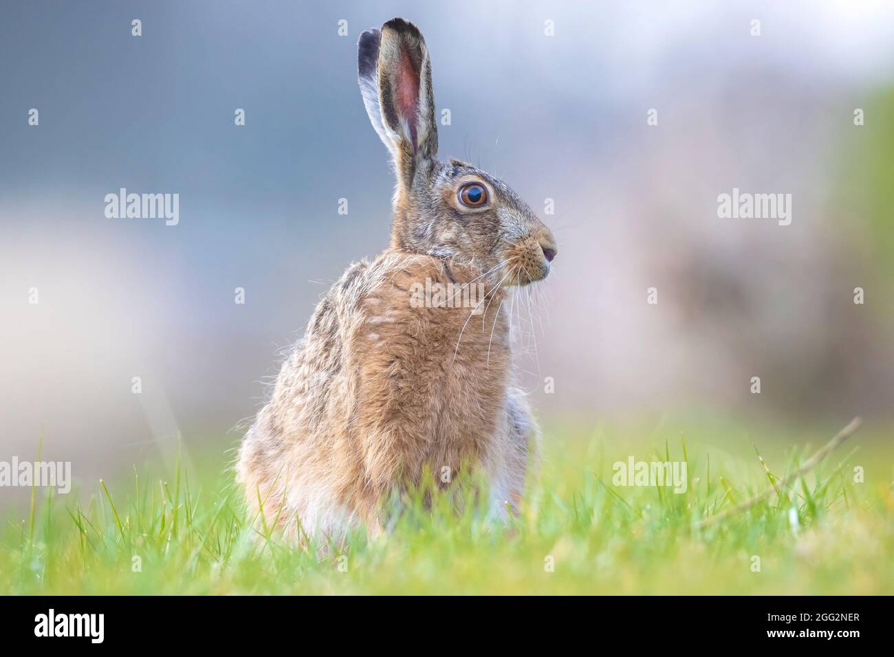Hairy hare hi-res stock photography and images - Alamy